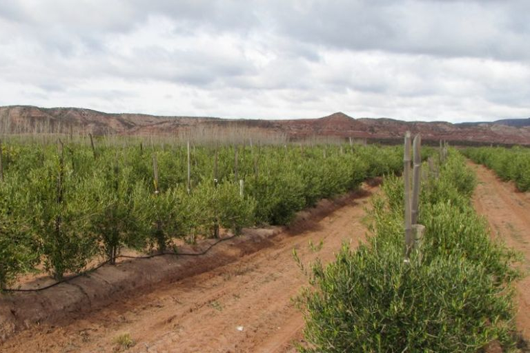 Productores De Rincón De Los Sauces Apuestan A La Reconversión Productiva